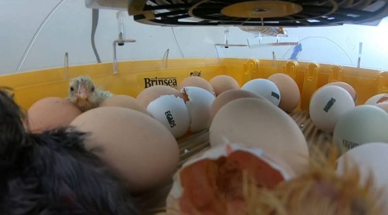 Importance of Incubator Temperature and Humidity for Chicken Eggs ...